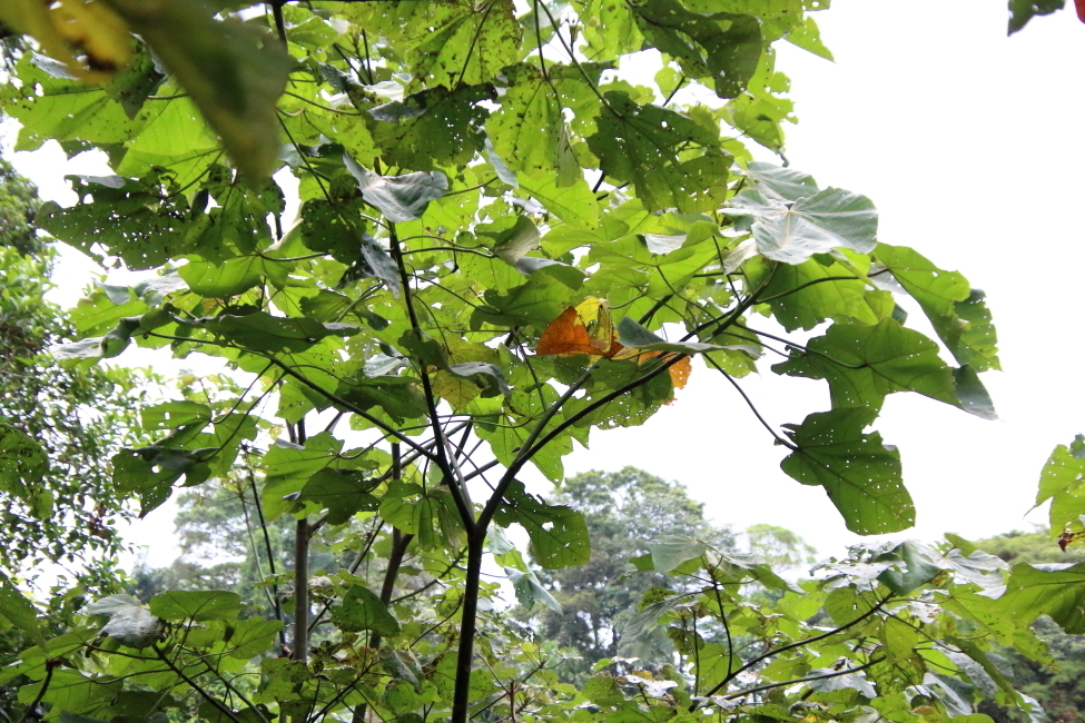 Balsa Tree from Mistico Arenal, Fortuna, Alajuela, CR on May 22, 2023 ...