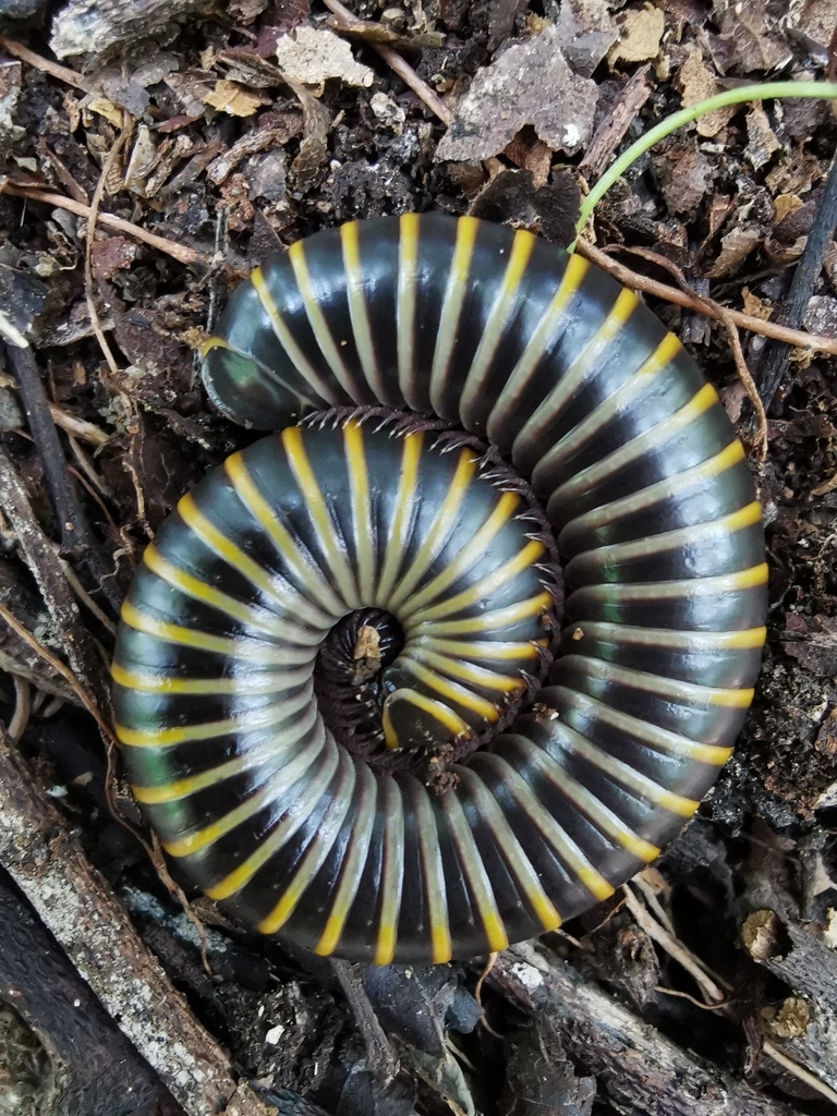 Bumblebee Millipede from Othón P. Blanco, Q.R., México on June 9, 2023 ...