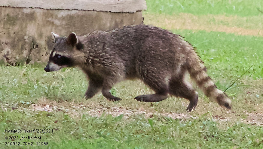 Common Raccoon from Hidalgo County, TX, USA on September 22, 2021 at 10 ...