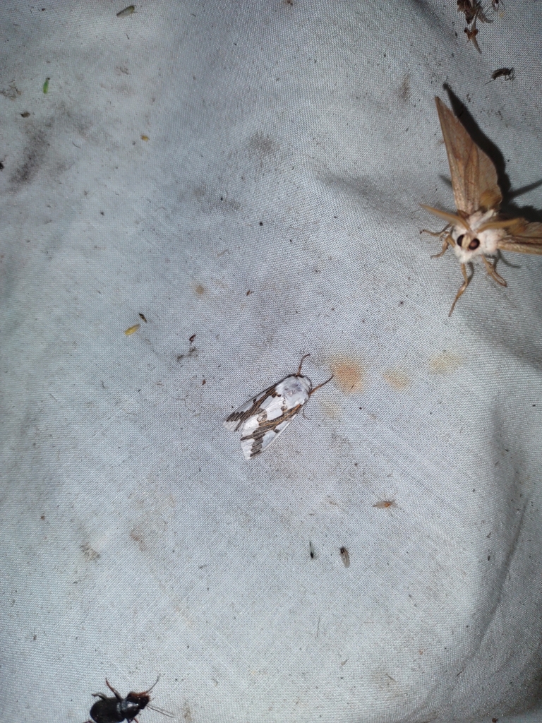 Red-tailed Specter Moth in June 2023 by Emerson Harman · iNaturalist