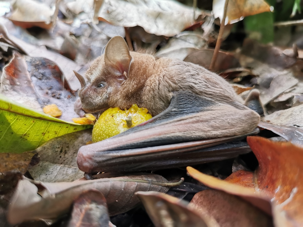 Great Fruit-eating Bat from Othón P. Blanco, Q.R., México on June 6 ...