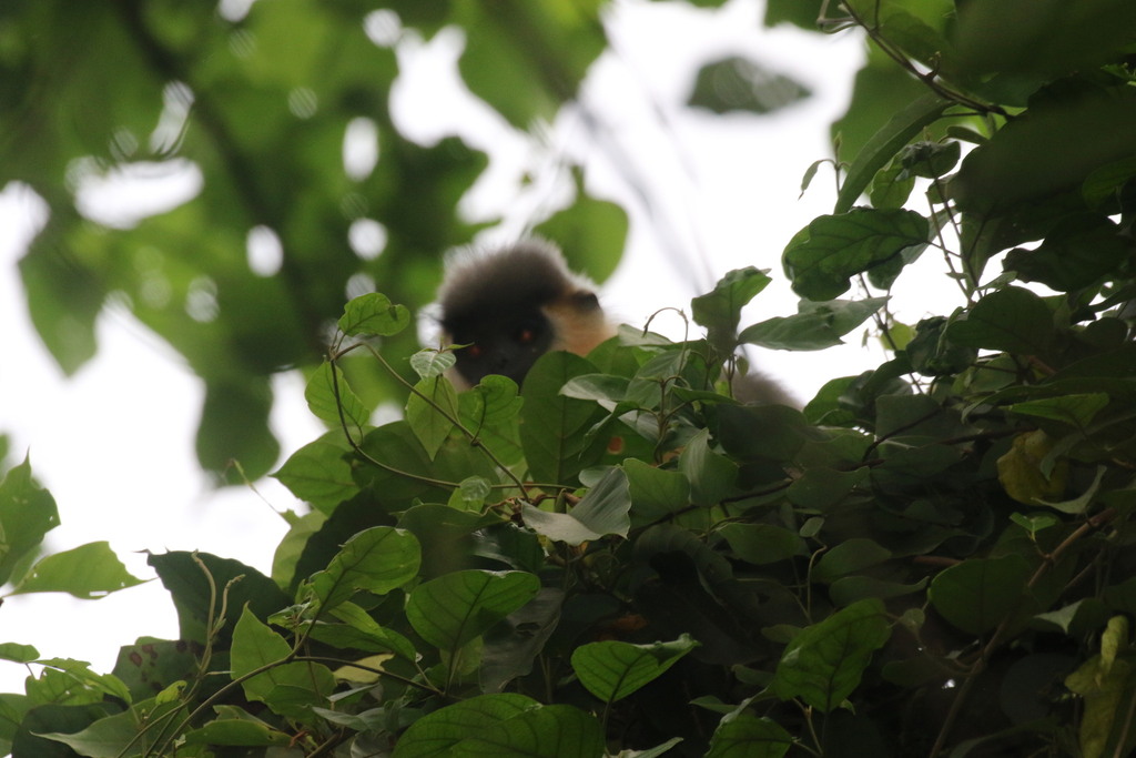Capped Lutung in June 2023 by Rajib Rudra Tariang · iNaturalist