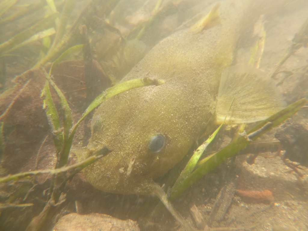 Stonecat from Walworth County, WI, USA on September 28, 2021 at 12:42 ...