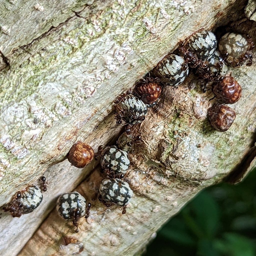 calico scale from Ithaca, NY 14853, USA on June 9, 2023 at 12:38 PM by ...