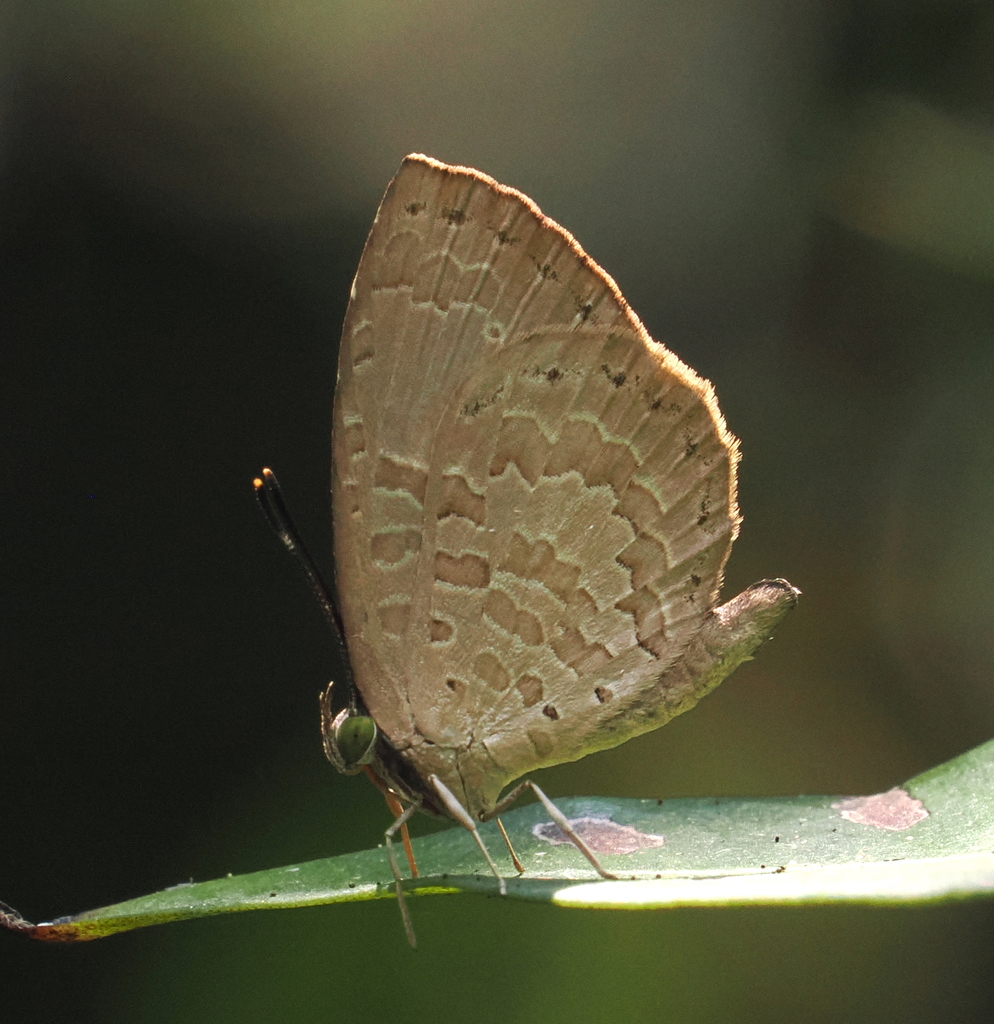 Miletus chinensis learchus from Khao Yai RIver_750mi, Pak Chong ...