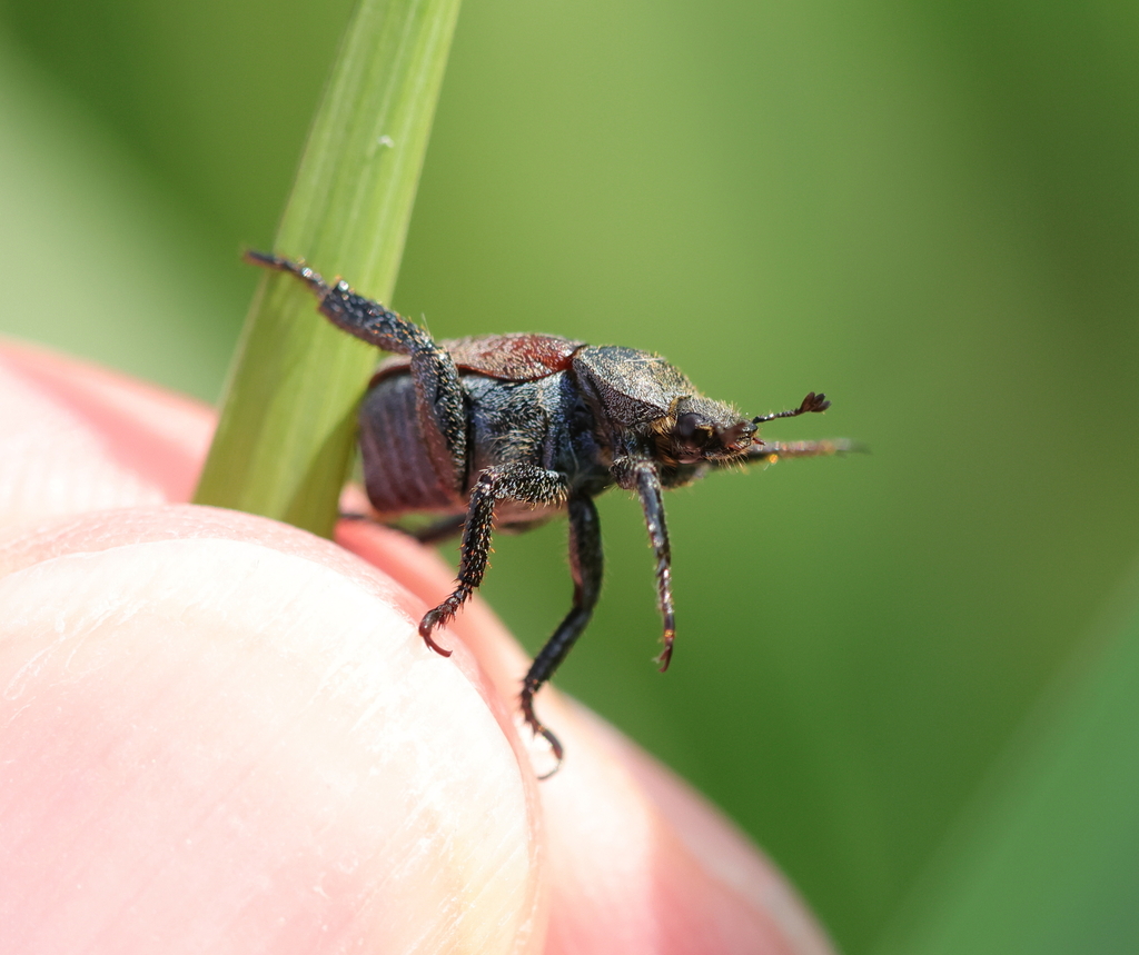 Welsh Chafer from Oudalle, France on June 9, 2023 at 09:01 PM by ...
