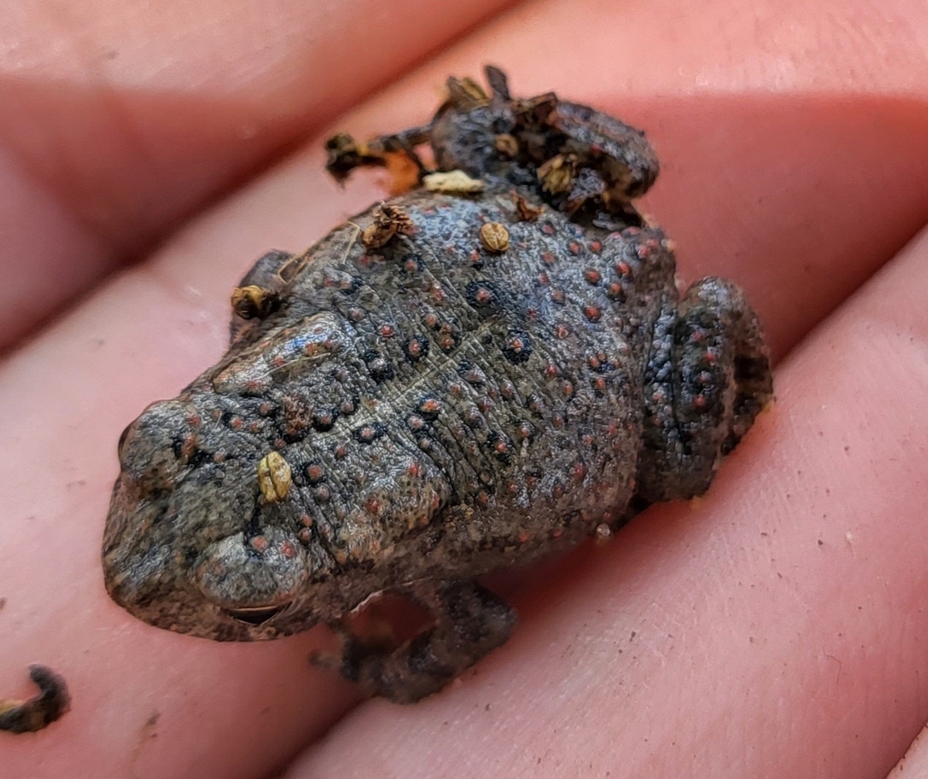 American Toad from Tishomingo, OK 73460, USA on June 9, 2023 at 02:14 ...