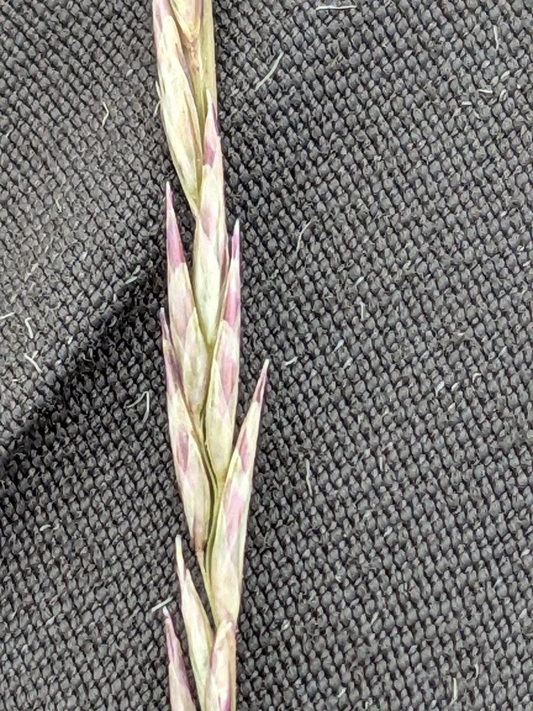 Slim Tridens from Oil Center, NM 88240, USA on June 9, 2023 at 12:12 PM ...