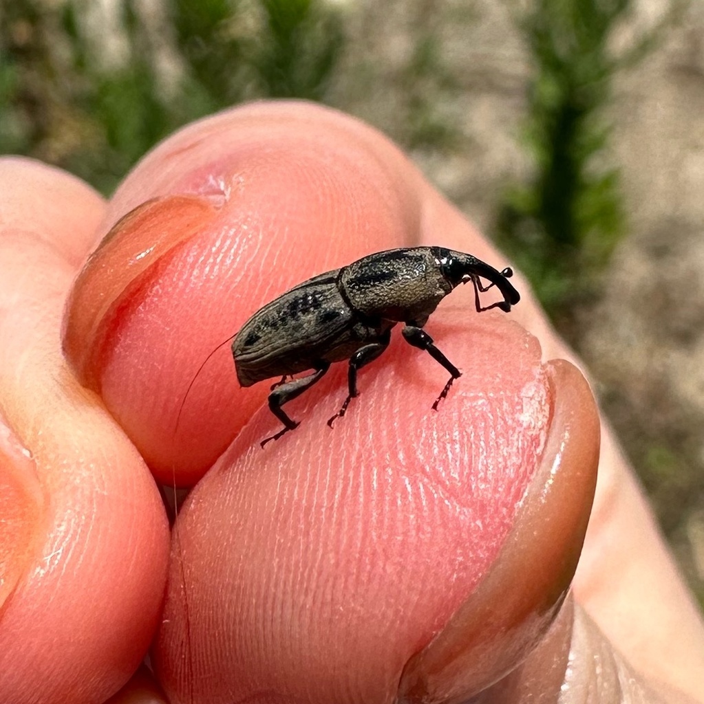 Billbug Weevils from Waterway Dr, Princeton, TX, US on June 9, 2023 at ...