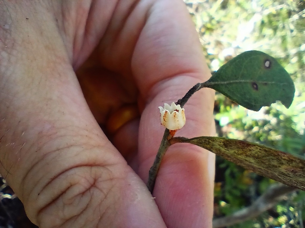 coastal plain staggerbush from Polk County, FL, USA on June 2, 2023 at ...