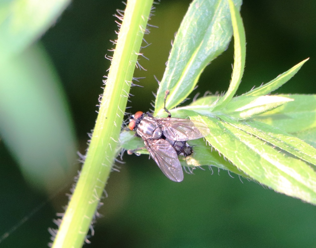 Bot Flies, Blow Flies, and Allies in June 2023 by Ahmed Mujčinović ...