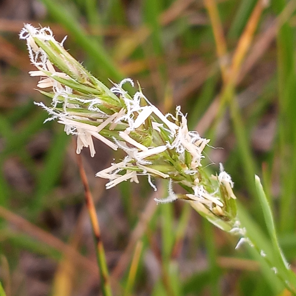 sweet vernal grass from Lisbon, MD 21797, USA on June 9, 2023 at 07:12 ...
