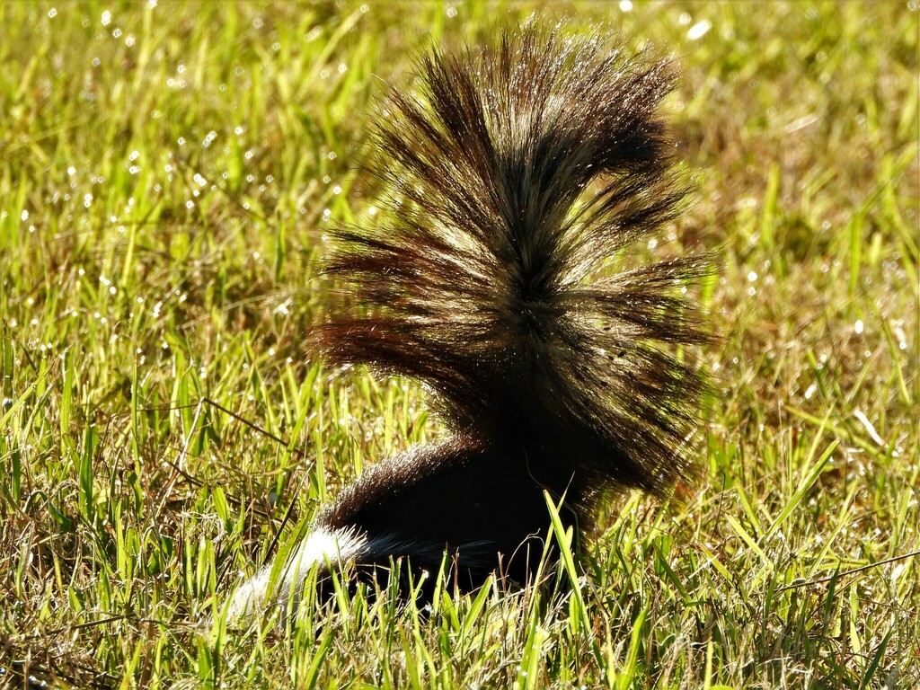Striped Skunk from West Hampton Estates, TX 77082, USA on June 9, 2023 ...