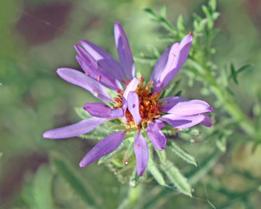 Tahoka daisy from Amado, AZ, USA on June 7, 2023 at 08:46 AM by John ...