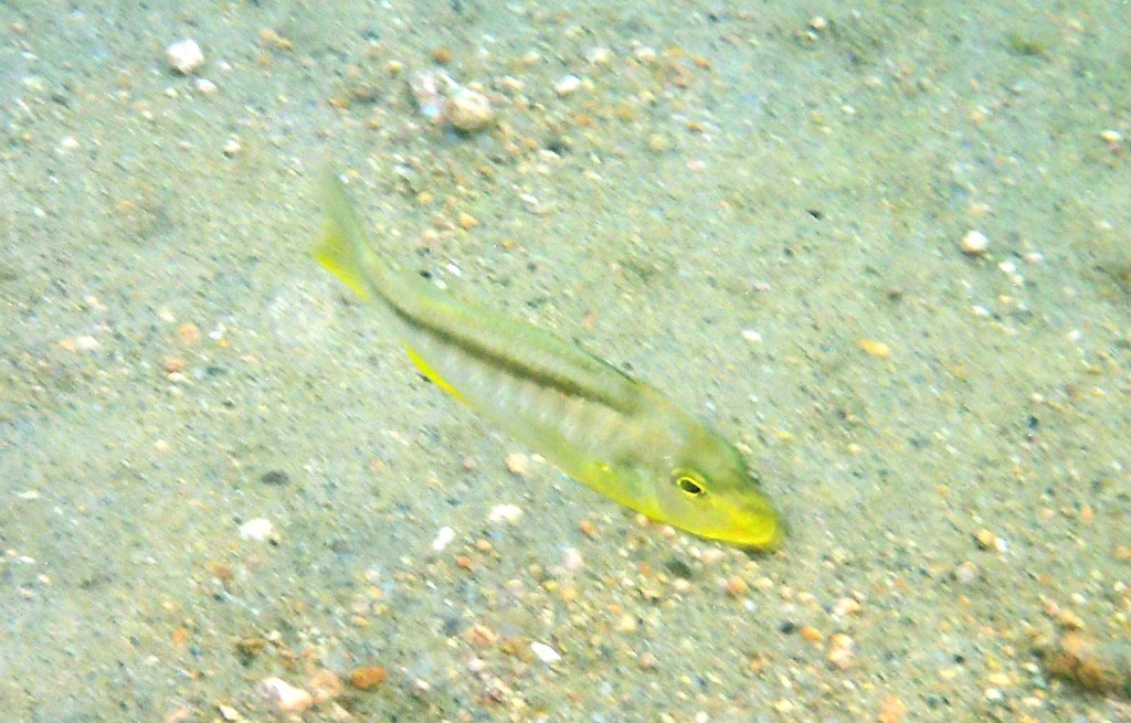 Yellow Lepturus Cichlid (Buccochromis rhoadesii) - Marine Life ...