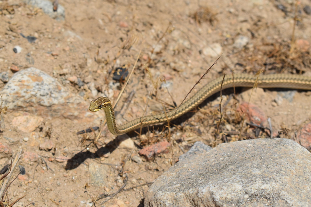 Steppe Ribbon Racer from Нуратинский район, Узбекистан on May 23, 2023 ...