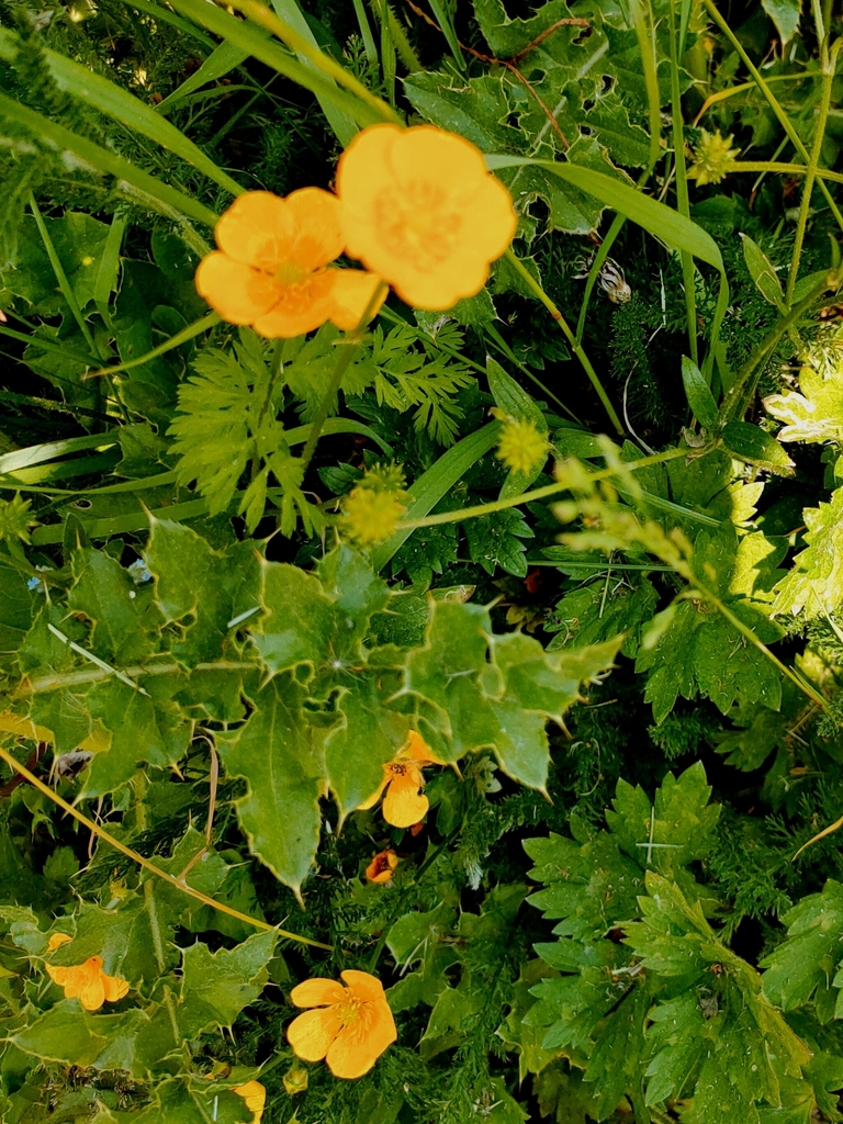 Creeping buttercup from Redhill, UK on June 9, 2023 at 11:28 AM by ...