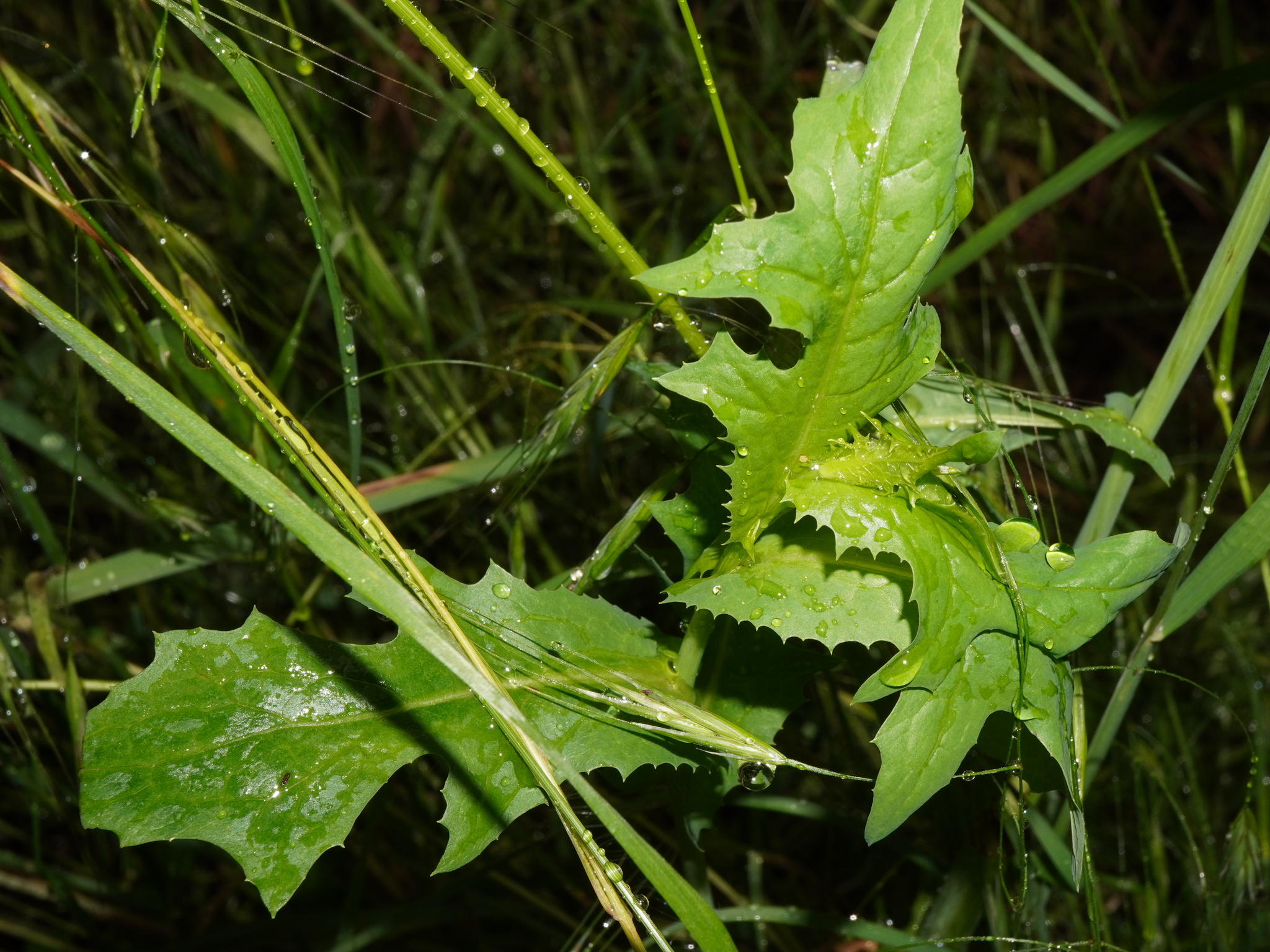 Lactuca quercina L.