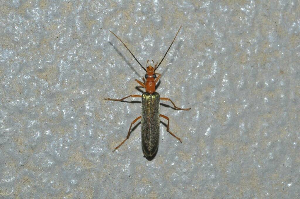 Xanthochroa from 蓮生寺公園通り三番街 on May 25, 2023 at 05:31 AM by 登坂久雄 ...