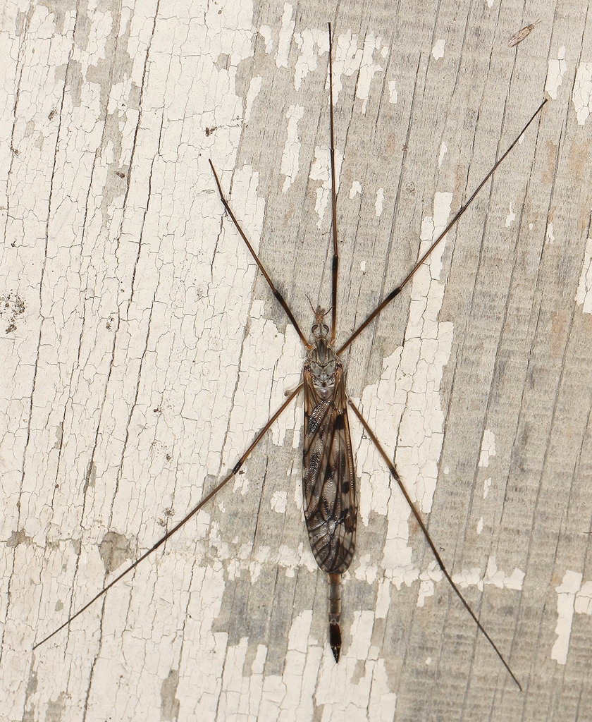 Tipula longiventris from Browns Mills, Pemberton Township, NJ 08015 ...