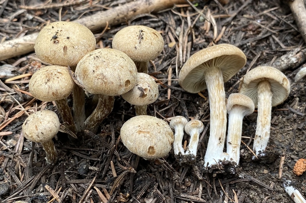 Fibercaps and Allies from McCall, ID, US on June 9, 2023 at 11:39 AM by ...