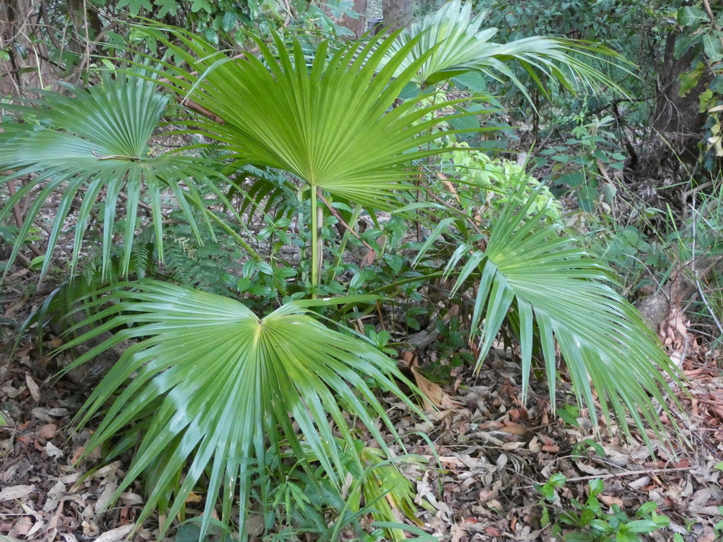 Australian Fan Palm (Livistona australis) - Botanical Realm