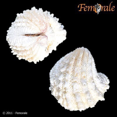 Spiny Jewel Box (Marine Shells of Fort Pickens, Gulf Islands National ...