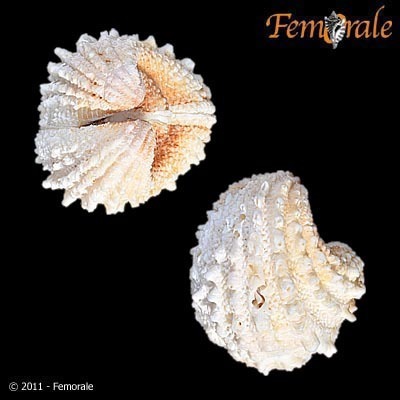 Spiny Jewel Box (Marine Shells of Fort Pickens, Gulf Islands National ...