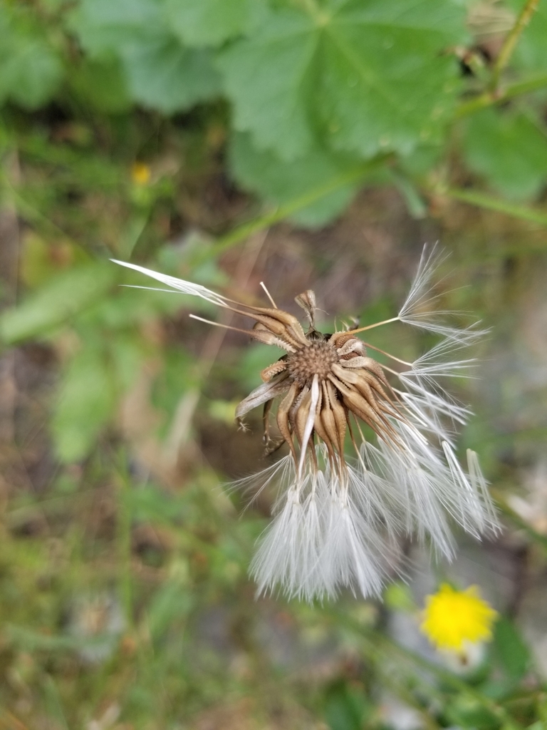 False Hawkbit in June 2023 by J. R. Sundberg · iNaturalist