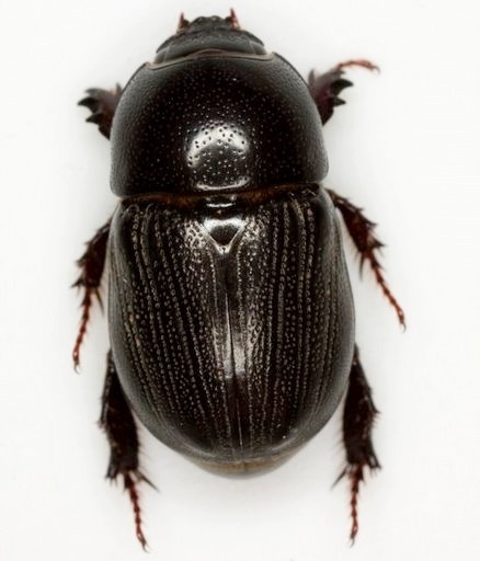 Sugarcane Beetle (Dynastinae of the United States) · iNaturalist