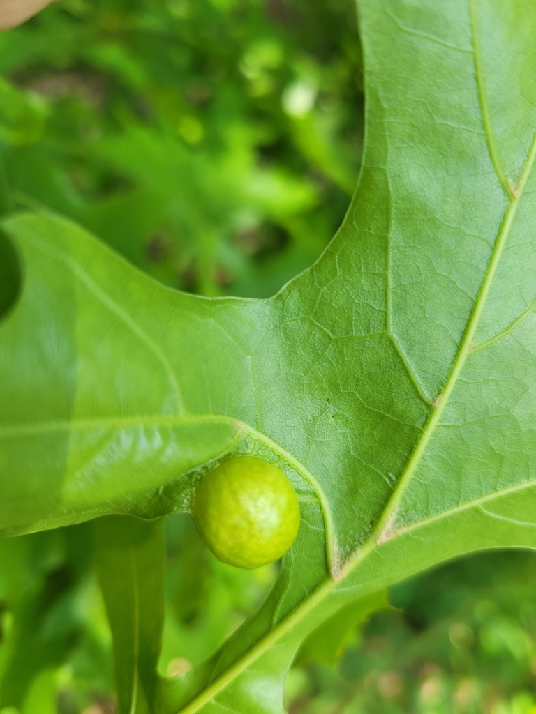 Small Oak Apple Gall Wasp from Tom Ridge Center, Millcreek Township, PA ...