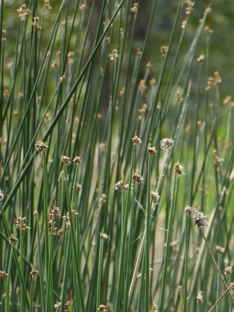 hardstem bulrush from Bowmont Park, Calgary, AB, Canada on June 9, 2023 ...