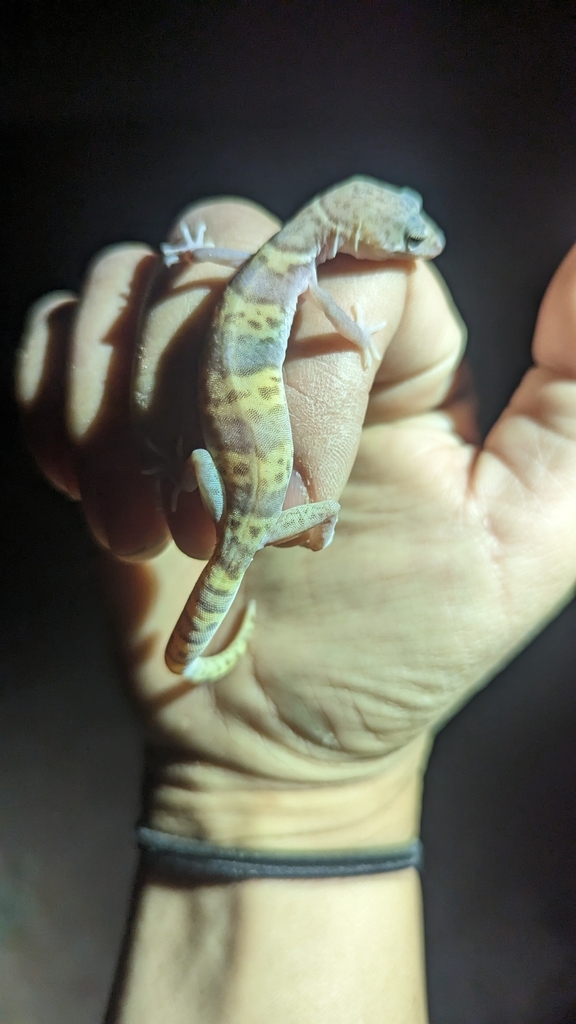 Western Banded Gecko from Mountain Springs, NV 89161, USA on June 8 ...