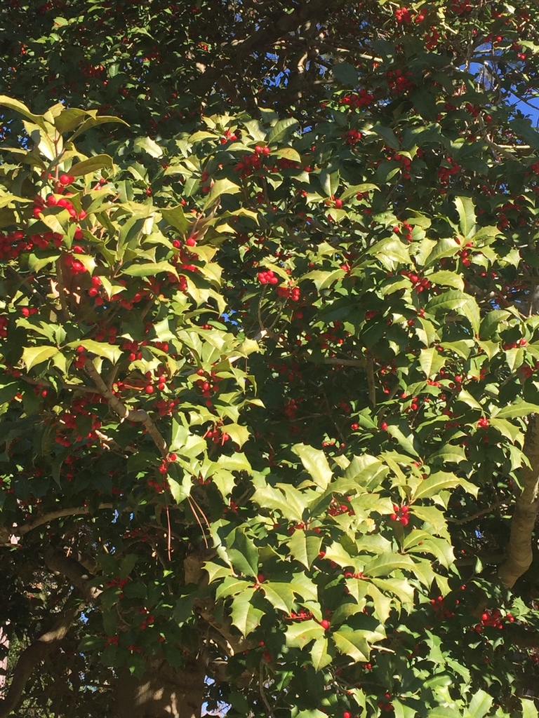 American holly from The Mariners' Museum and Park, Newport News, VA, US ...