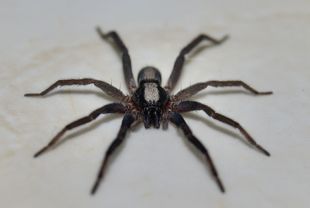 Teminius insularis in June 2023 by Vitor Corrêa Dias · iNaturalist
