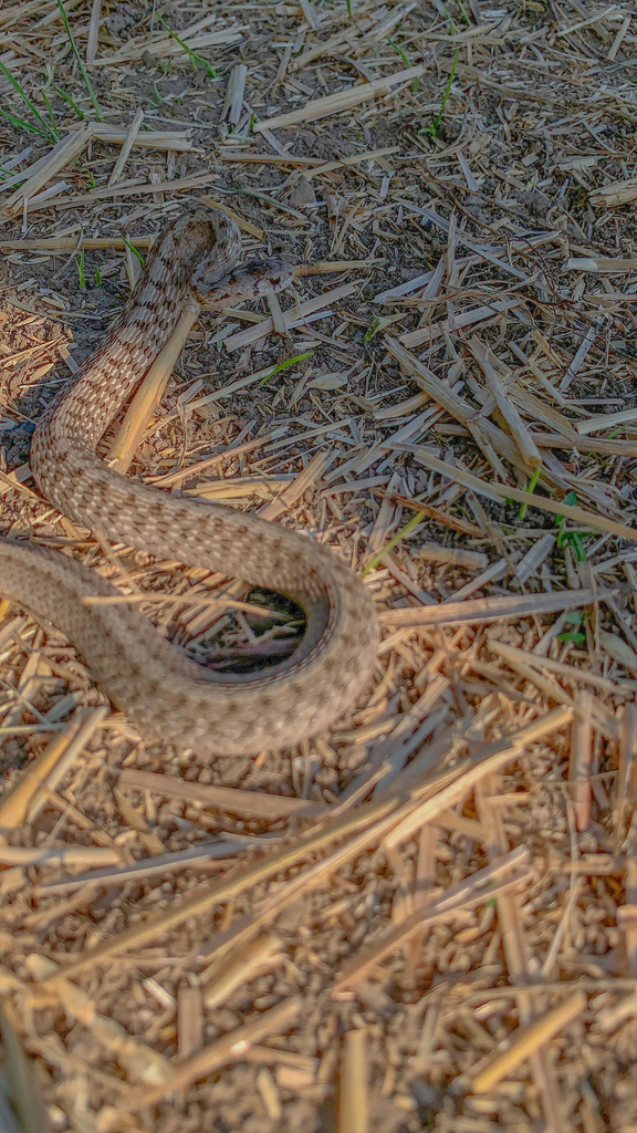 Dekay's Brownsnake from La Crescent, MN 55947, USA on June 9, 2023 at ...