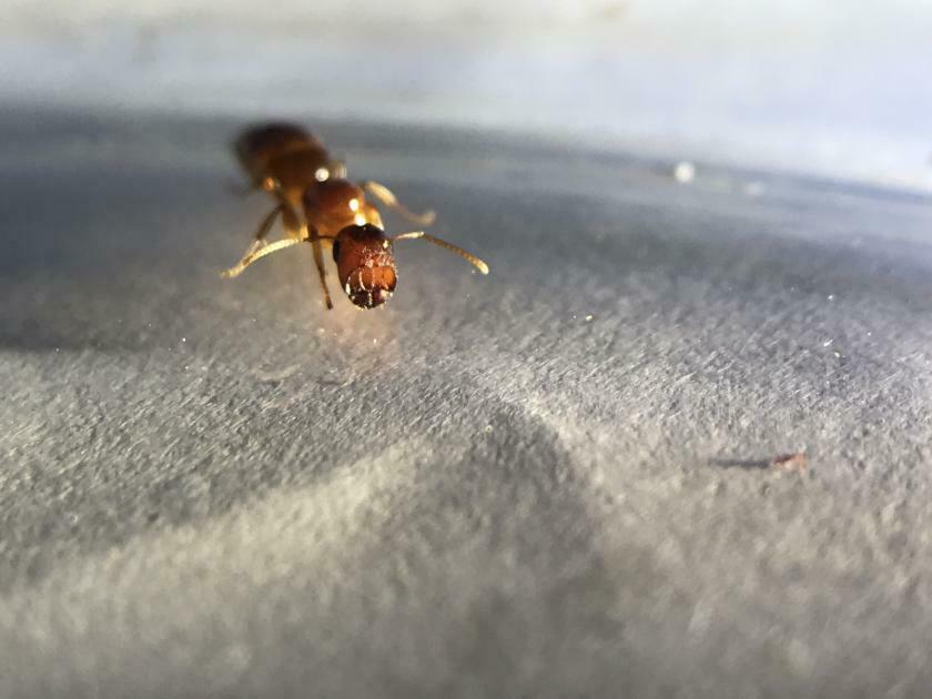 Gate-keeper Ants from Puntarenas Province, Monteverde, Costa Rica on ...