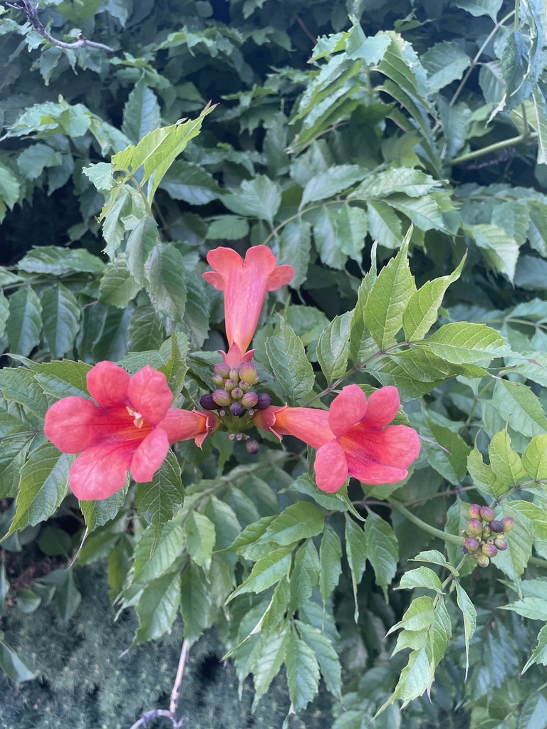 American trumpet vine from McLane Ave, Morgantown, WV, US on June 9 ...
