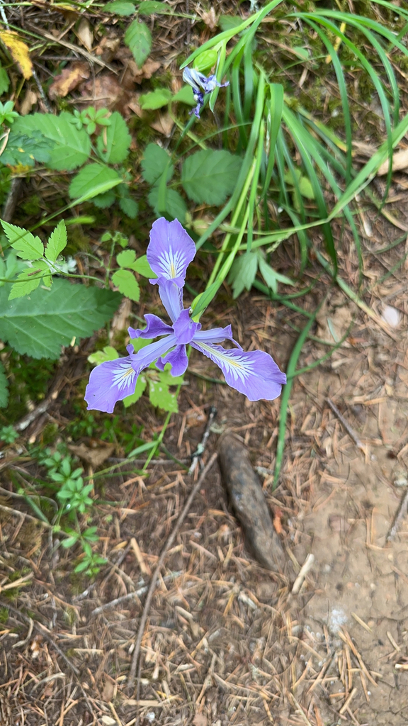 Oregon iris from Lane County, US-OR, US on June 8, 2023 at 09:26 AM by ...
