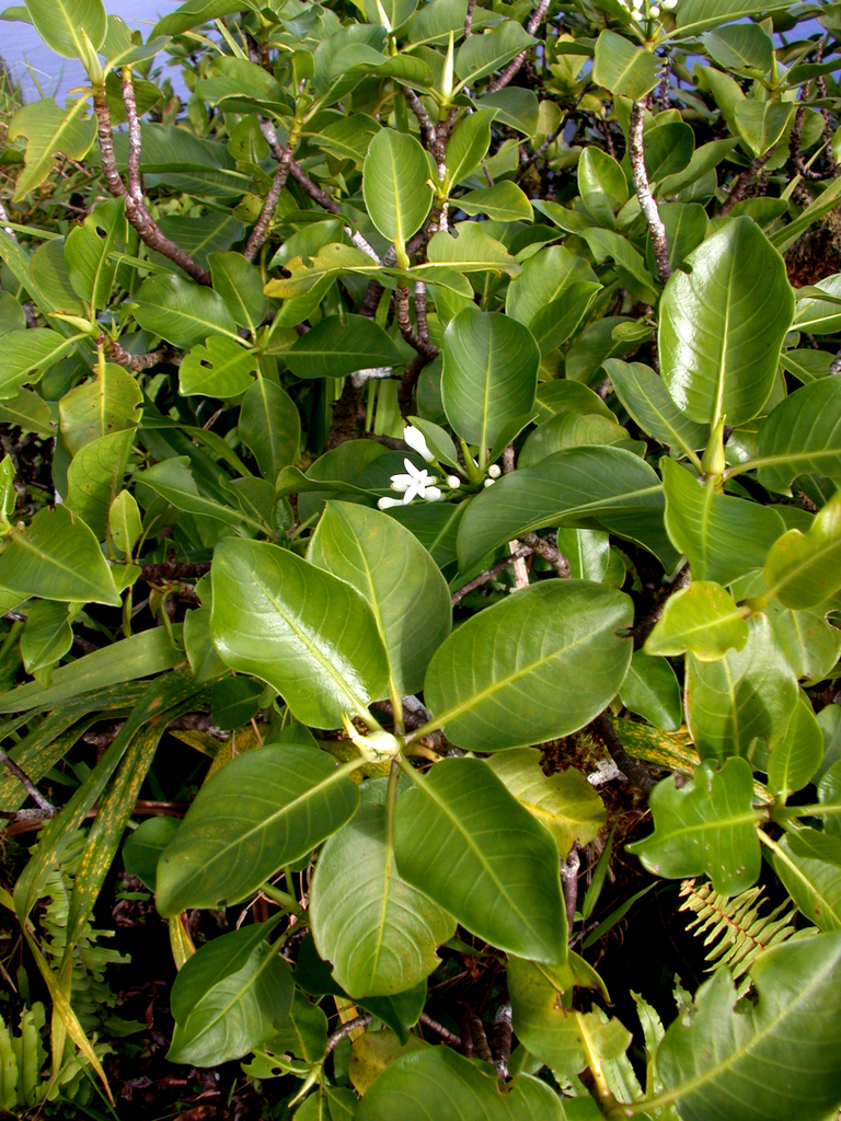 Psychotria marchionica from Tahuata, French Polynesia on July 3, 2003 ...