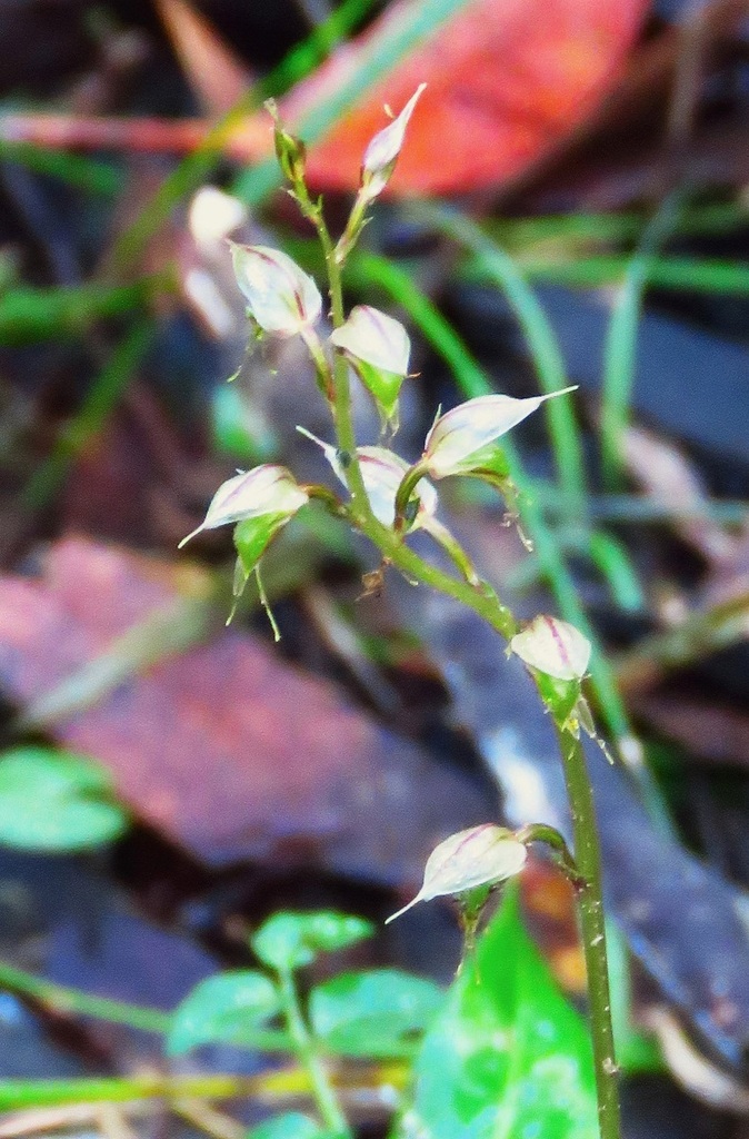 Pixie Caps in June 2023 by Chris Jonkers · iNaturalist