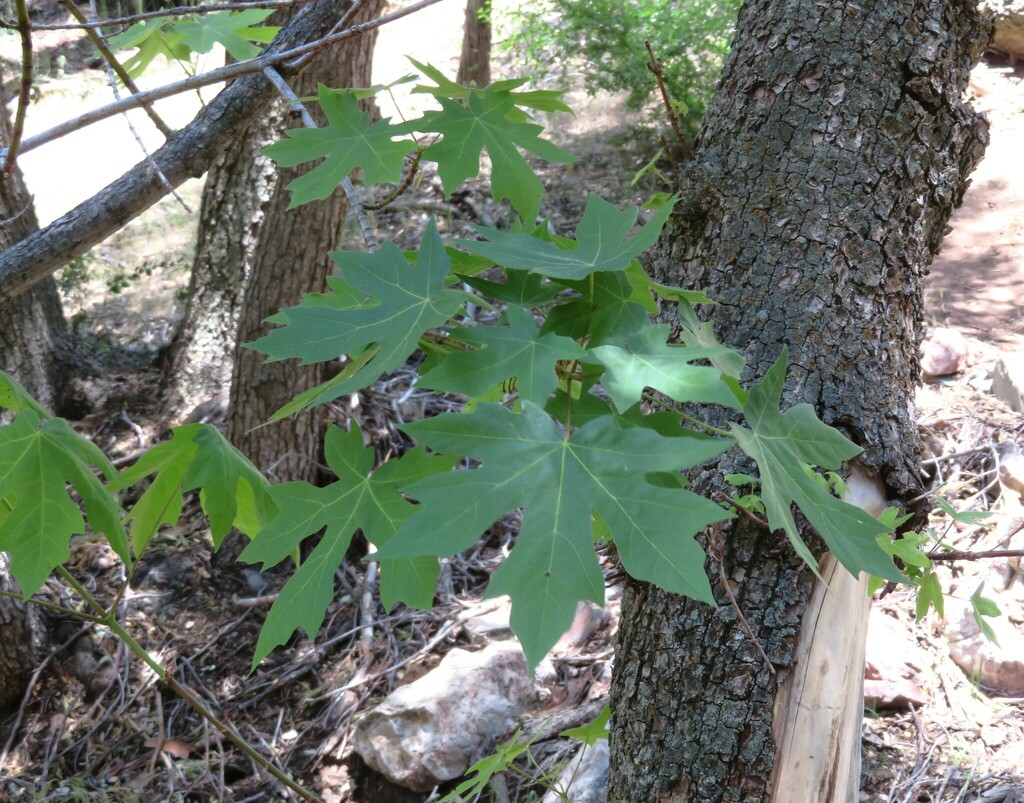 bigleaf maple from Riverside County, CA, USA on June 9, 2023 at 12:29 ...
