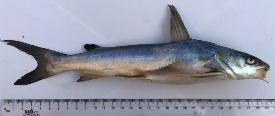 Sea Catfishes (Ariidae) - Marine Life Identification