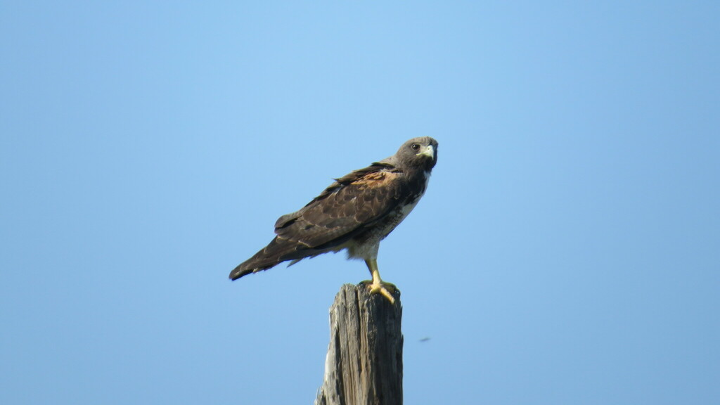 White-tailed Hawk from Marín, N.L., México on June 9, 2023 at 05:29 PM ...