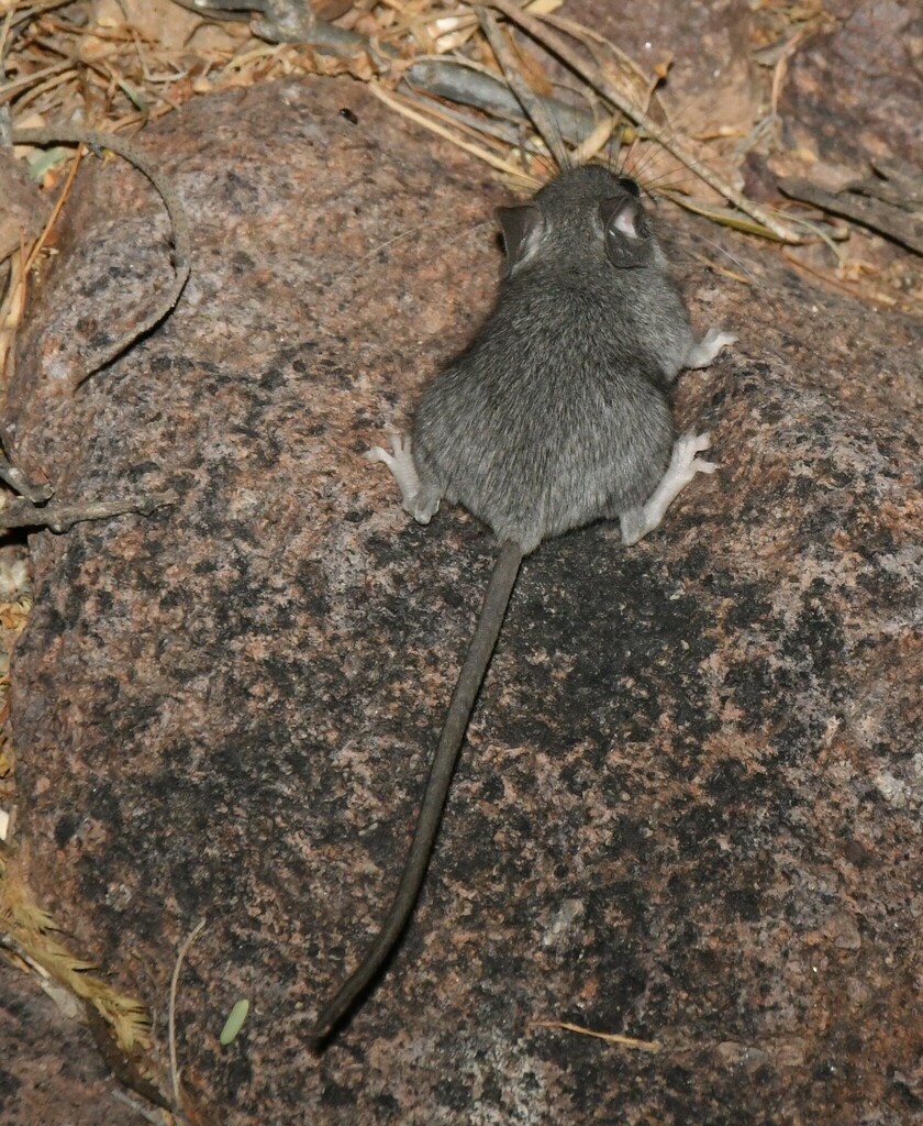 Cactus Deermouse from Marana, AZ, USA on June 07, 2023 at 08:50 PM by ...