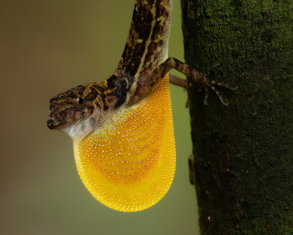 Osa Anole (Anolis osa) - Snakes and Lizards