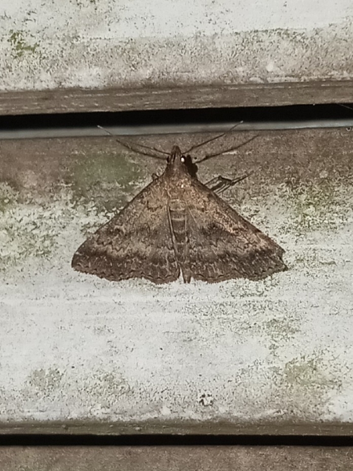 Florida Tetanolita Moth from Lumber Bridge, NC 28357, USA on June 9 ...