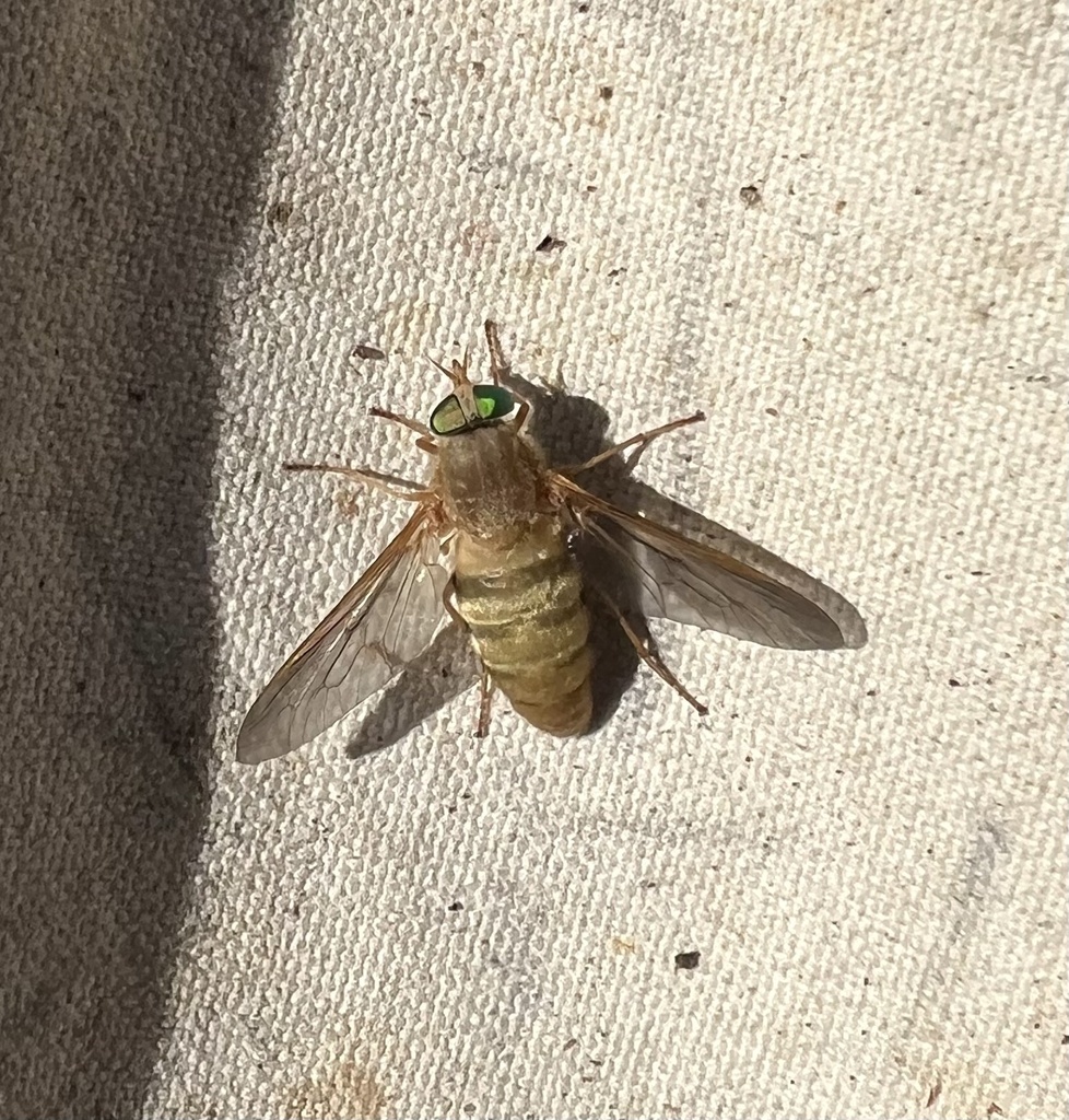 Silvius from San Bernardino National Forest, Mountain Center, CA, US on ...