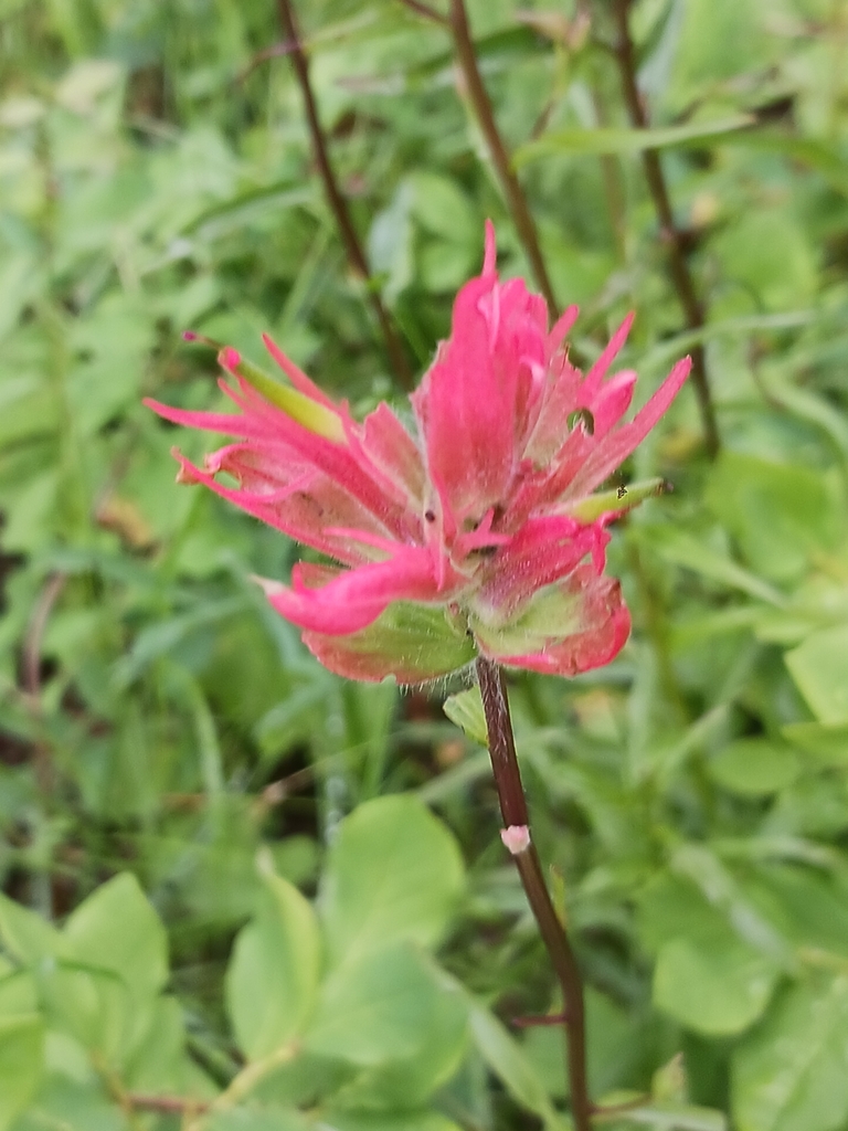 Paintbrushes from Elgin, OR 97827, USA on June 9, 2023 at 04:21 PM by ...