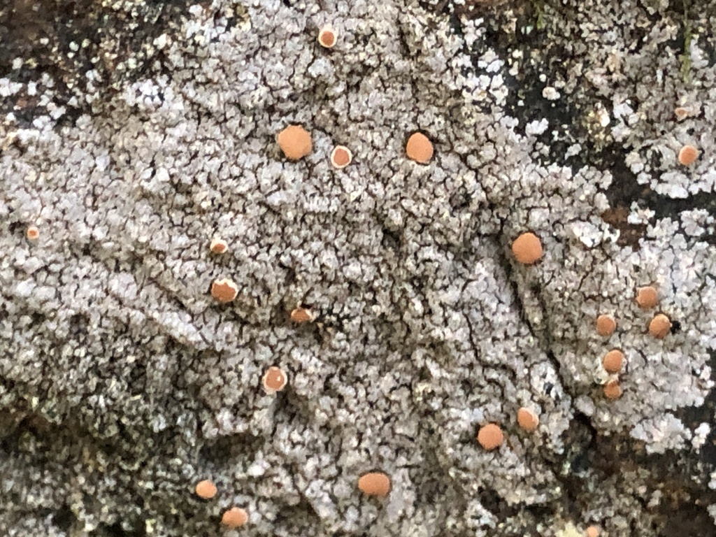 Rock Shingle Lichen from Strathcona, Comox-Strathcona, British Columbia ...